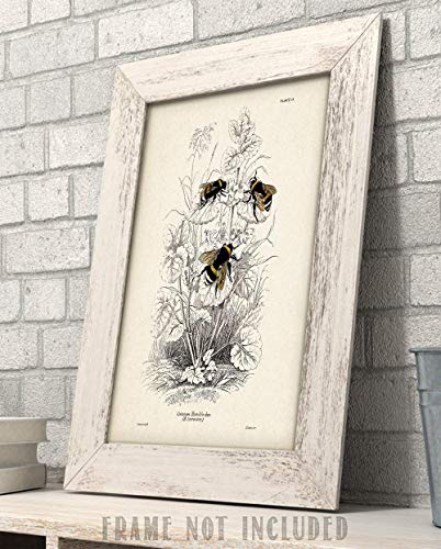 Bumble Bee Illustration - Bumblebee Farmhouse Bee Decor, Honey Bee Nature Poster, Kitchen and Room Decor, Classic Botanical Decoration and Gift for Bee Lovers, 11x14 Unframed Art Print Poster