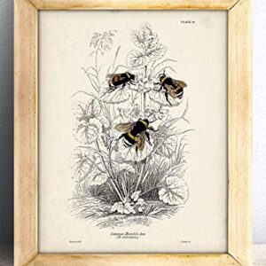 Bumble Bee Illustration - Bumblebee Farmhouse Bee Decor, Honey Bee Nature Poster, Kitchen and Room Decor, Classic Botanical Decoration and Gift for Bee Lovers, 11x14 Unframed Art Print Poster