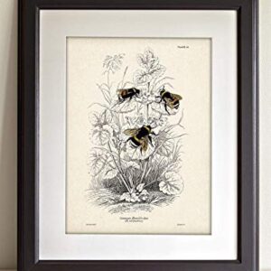 Bumble Bee Illustration - Bumblebee Farmhouse Bee Decor, Honey Bee Nature Poster, Kitchen and Room Decor, Classic Botanical Decoration and Gift for Bee Lovers, 11x14 Unframed Art Print Poster