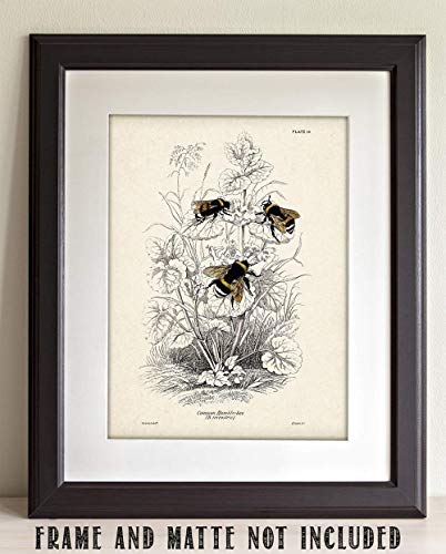 Bumble Bee Illustration - Bumblebee Farmhouse Bee Decor, Honey Bee Nature Poster, Kitchen and Room Decor, Classic Botanical Decoration and Gift for Bee Lovers, 11x14 Unframed Art Print Poster