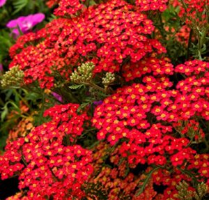 red yarrow wildflower seeds - achillea millefolium - 600 seeds, 1/10 gram - b206