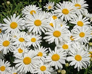 shasta daisy seeds, perennial flower, 5000 seeds by seeds2go