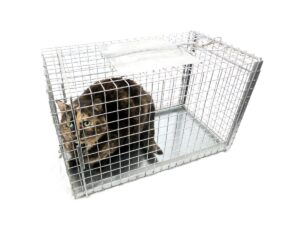 model 306tx set over capture cage for cats