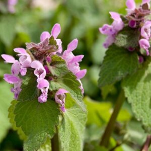 purple dead-nettle seeds (lamium purpureum) packet of 50 seeds