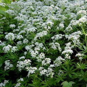 sweet woodruff seeds (galium odoratum) packet of 10 seeds