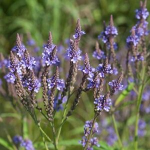 blue vervain seeds (verbena hastata) packet of 200 seeds