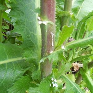 wild lettuce seeds (lactuca virosa) packet of 50 seeds