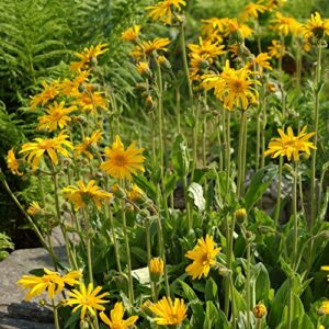 european arnica seeds (arnica montana) packet of 20 seeds