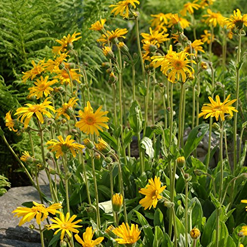 European Arnica Seeds (Arnica Montana) Packet of 20 Seeds