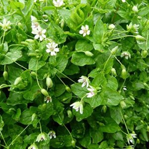 chickweed seeds (stellaria media) packet of 100 seeds