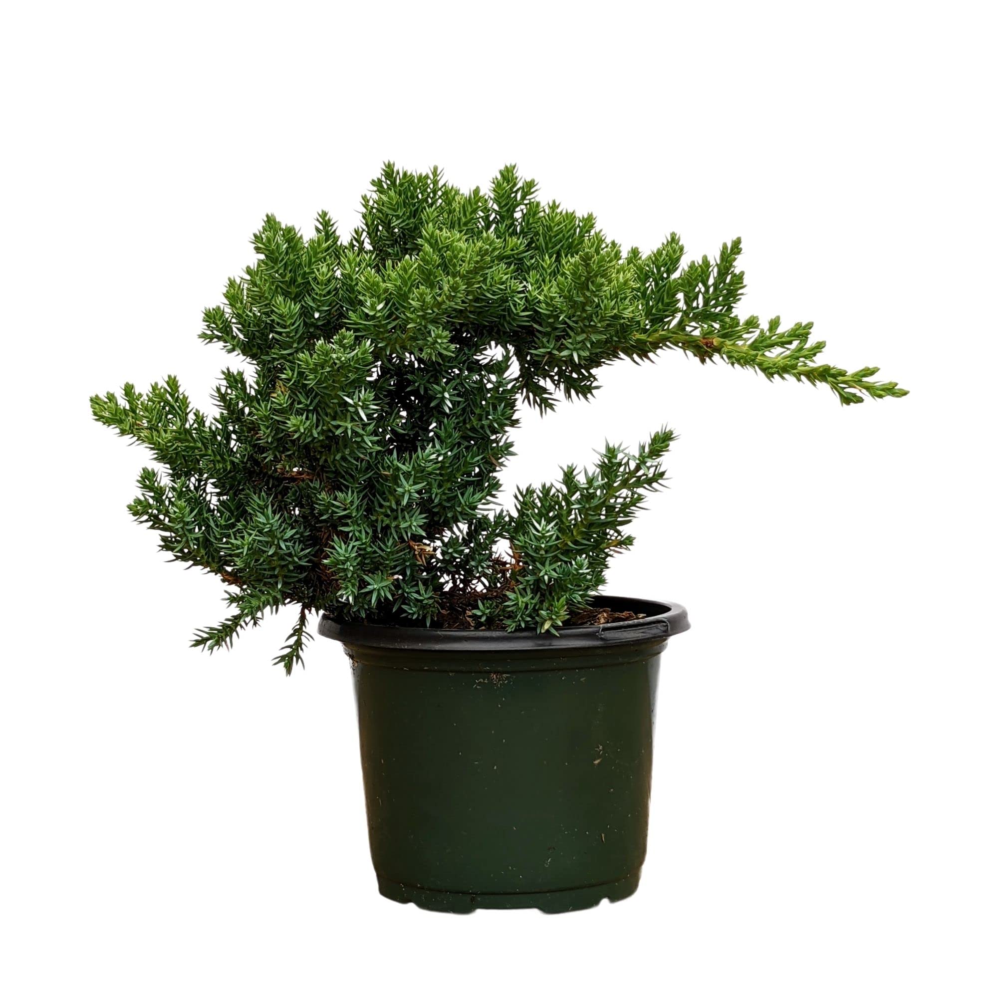 Healthy Juniper Outdoor Bonsai Tree - Easy to Care for, Responds Well to Wiring and Reshaping, Strictly an Outdoor Tree, Can be Added to a DIY Kit