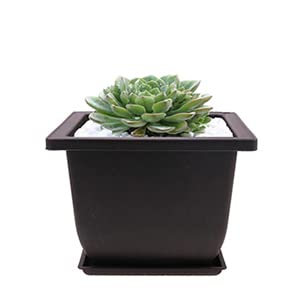 6PCS/Pack Retro Style Deep Square Small Bonsai Training Pots with Tray, Mini Plastic Mocha Garden Flower Pot 5"