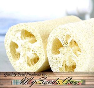 big pack - (100) luffa luffa cylindrica loofah seeds - dishcloth or luffa gourd fruits grow to approx. 2' - non-gmo seeds by myseeds.co (big pack - luffa gourd reg)