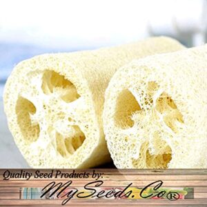 Big Pack - (100) Luffa Luffa Cylindrica Loofah Seeds - Dishcloth Or Luffa Gourd Fruits Grow To Approx. 2' - Non-GMO Seeds By MySeeds.Co (Big Pack - Luffa Gourd Reg)