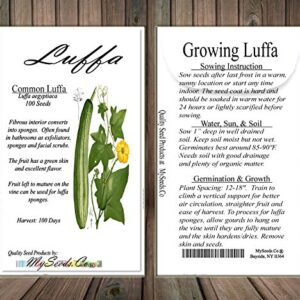 Big Pack - (100) Luffa Luffa Cylindrica Loofah Seeds - Dishcloth Or Luffa Gourd Fruits Grow To Approx. 2' - Non-GMO Seeds By MySeeds.Co (Big Pack - Luffa Gourd Reg)