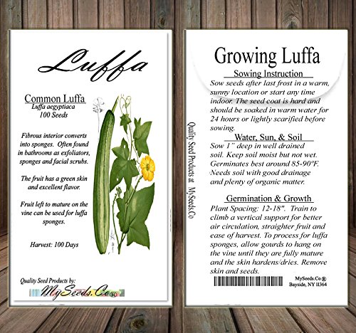 Big Pack - (100) Luffa Luffa Cylindrica Loofah Seeds - Dishcloth Or Luffa Gourd Fruits Grow To Approx. 2' - Non-GMO Seeds By MySeeds.Co (Big Pack - Luffa Gourd Reg)