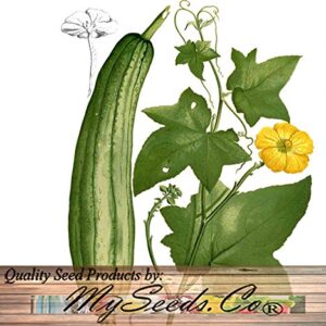 Big Pack - (100) Luffa Luffa Cylindrica Loofah Seeds - Dishcloth Or Luffa Gourd Fruits Grow To Approx. 2' - Non-GMO Seeds By MySeeds.Co (Big Pack - Luffa Gourd Reg)