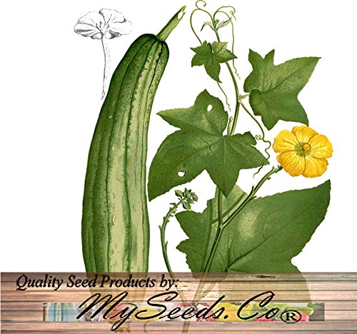 Big Pack - (100) Luffa Luffa Cylindrica Loofah Seeds - Dishcloth Or Luffa Gourd Fruits Grow To Approx. 2' - Non-GMO Seeds By MySeeds.Co (Big Pack - Luffa Gourd Reg)