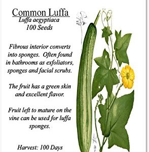 Big Pack - (100) Luffa Luffa Cylindrica Loofah Seeds - Dishcloth Or Luffa Gourd Fruits Grow To Approx. 2' - Non-GMO Seeds By MySeeds.Co (Big Pack - Luffa Gourd Reg)