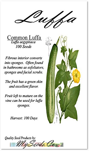 Big Pack - (100) Luffa Luffa Cylindrica Loofah Seeds - Dishcloth Or Luffa Gourd Fruits Grow To Approx. 2' - Non-GMO Seeds By MySeeds.Co (Big Pack - Luffa Gourd Reg)