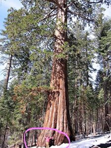 40 giant sequoia sequoiadendron giganteum sierra redwood tree seeds