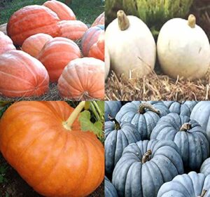 big pack (80-90+) dill atlantic giant, casper white, cinderella rouge vif d'etampes, & jarrahdale blue pumpkin seeds - non-gmo seeds by myseeds.co (big pack - pumpkin mix ii)