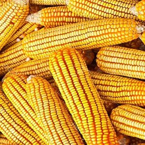 1 lb (1,600+ Seeds) Reid's Yellow Field Corn Seed (OP) Open pollinated Variety - Non-GMO Seeds by MySeeds.Co (1 lb Reid Yellow Corn)