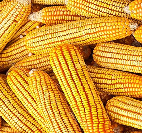 1 lb (1,600+ Seeds) Reid's Yellow Field Corn Seed (OP) Open pollinated Variety - Non-GMO Seeds by MySeeds.Co (1 lb Reid Yellow Corn)