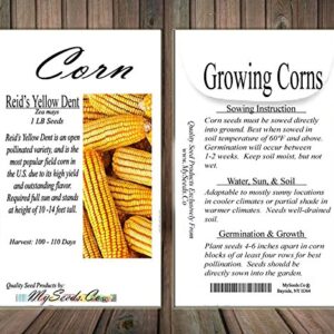 1 lb (1,600+ Seeds) Reid's Yellow Field Corn Seed (OP) Open pollinated Variety - Non-GMO Seeds by MySeeds.Co (1 lb Reid Yellow Corn)