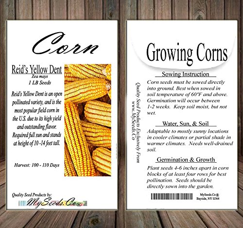 1 lb (1,600+ Seeds) Reid's Yellow Field Corn Seed (OP) Open pollinated Variety - Non-GMO Seeds by MySeeds.Co (1 lb Reid Yellow Corn)