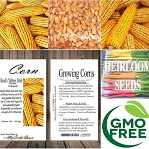 1 lb (1,600+ Seeds) Reid's Yellow Field Corn Seed (OP) Open pollinated Variety - Non-GMO Seeds by MySeeds.Co (1 lb Reid Yellow Corn)