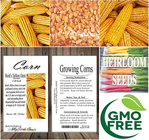 1 lb (1,600+ Seeds) Reid's Yellow Field Corn Seed (OP) Open pollinated Variety - Non-GMO Seeds by MySeeds.Co (1 lb Reid Yellow Corn)