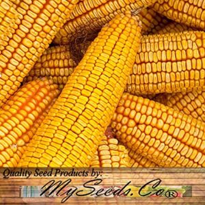 1 lb (1,600+ Seeds) Reid's Yellow Field Corn Seed (OP) Open pollinated Variety - Non-GMO Seeds by MySeeds.Co (1 lb Reid Yellow Corn)