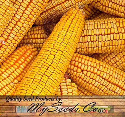 1 lb (1,600+ Seeds) Reid's Yellow Field Corn Seed (OP) Open pollinated Variety - Non-GMO Seeds by MySeeds.Co (1 lb Reid Yellow Corn)