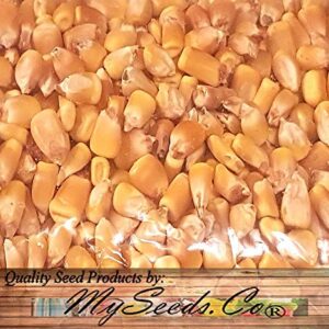 1 lb (1,600+ Seeds) Reid's Yellow Field Corn Seed (OP) Open pollinated Variety - Non-GMO Seeds by MySeeds.Co (1 lb Reid Yellow Corn)