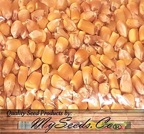 1 lb (1,600+ Seeds) Reid's Yellow Field Corn Seed (OP) Open pollinated Variety - Non-GMO Seeds by MySeeds.Co (1 lb Reid Yellow Corn)