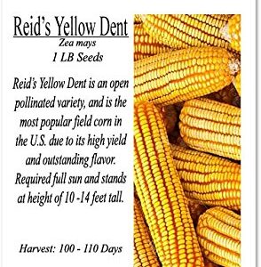 1 lb (1,600+ Seeds) Reid's Yellow Field Corn Seed (OP) Open pollinated Variety - Non-GMO Seeds by MySeeds.Co (1 lb Reid Yellow Corn)