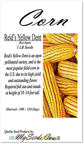 1 lb (1,600+ Seeds) Reid's Yellow Field Corn Seed (OP) Open pollinated Variety - Non-GMO Seeds by MySeeds.Co (1 lb Reid Yellow Corn)