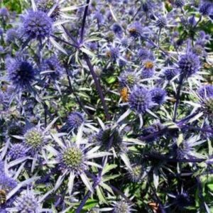 kviter sea holly- eryngium- blue- 100 seeds