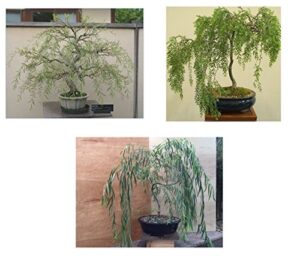 bonsai willow tree bundle - 3 large trunk bonsai tree cuts - get one each weeping, australian, dragon - ready to plant - indoor/outdoor bonsai tree's