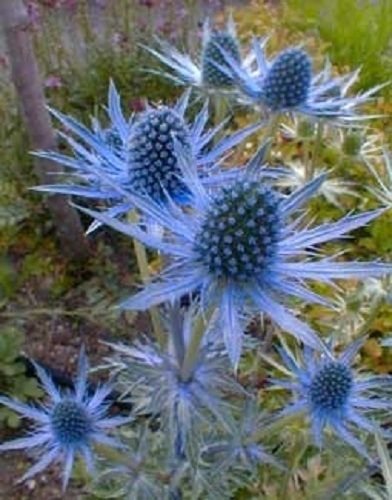 25 Blue Star SEA Holly Eryngium Flower Seeds