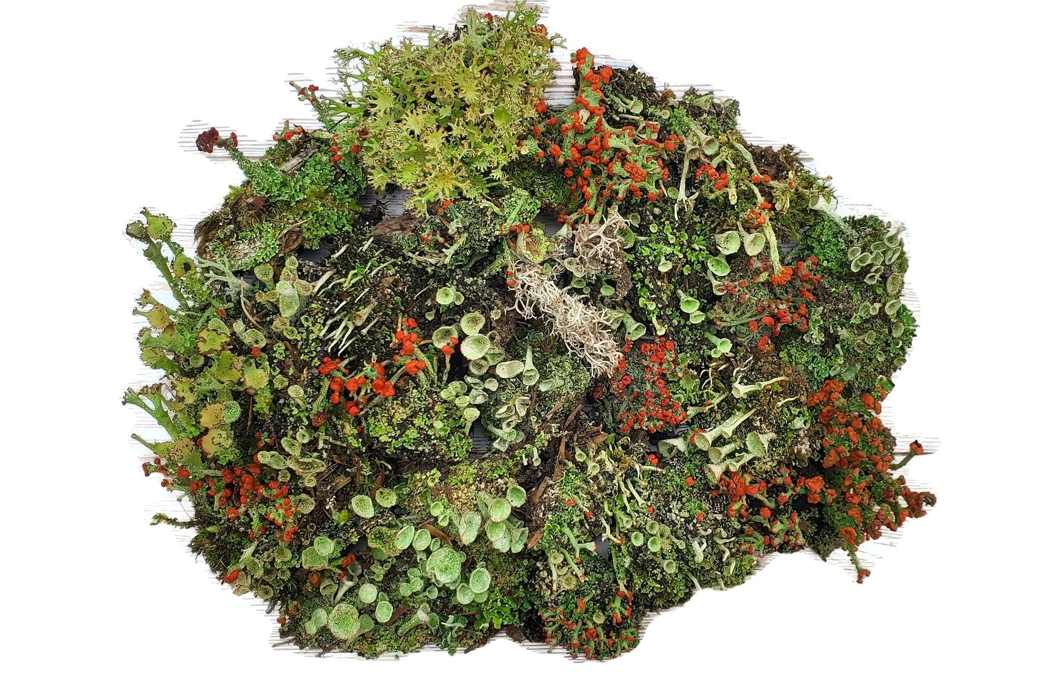 Tin Roof Treasure Live Lichen Assortment 4"x6" Bag for Terrariums and Fairy Gardens