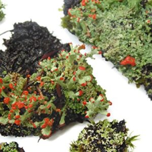 Tin Roof Treasure Live Lichen Assortment 4"x6" Bag for Terrariums and Fairy Gardens