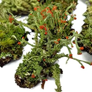 Tin Roof Treasure Live Lichen Assortment 4"x6" Bag for Terrariums and Fairy Gardens