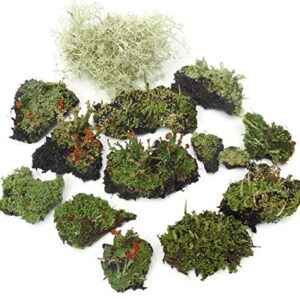 Tin Roof Treasure Live Lichen Assortment 4"x6" Bag for Terrariums and Fairy Gardens