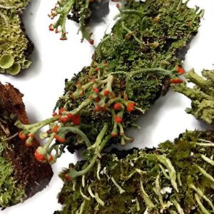 Tin Roof Treasure Live Lichen Assortment 4"x6" Bag for Terrariums and Fairy Gardens