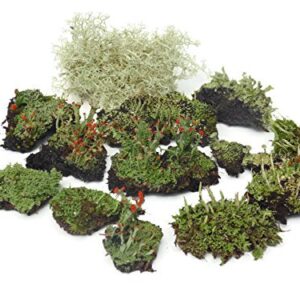 Tin Roof Treasure Live Lichen Assortment 4"x6" Bag for Terrariums and Fairy Gardens