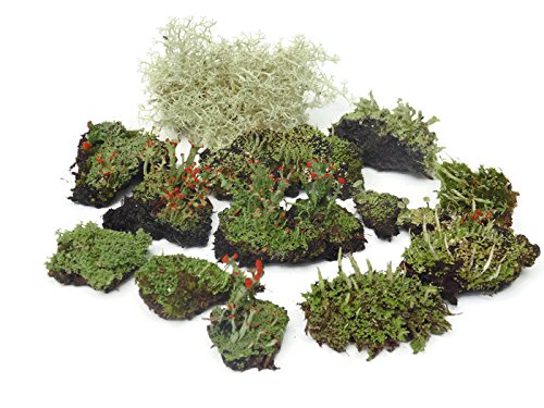 Tin Roof Treasure Live Lichen Assortment 4"x6" Bag for Terrariums and Fairy Gardens