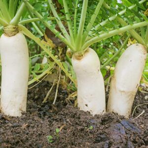 outsidepride daikon radish aka chinese, japanese, or oriental radish cover crop seed - 5 lbs