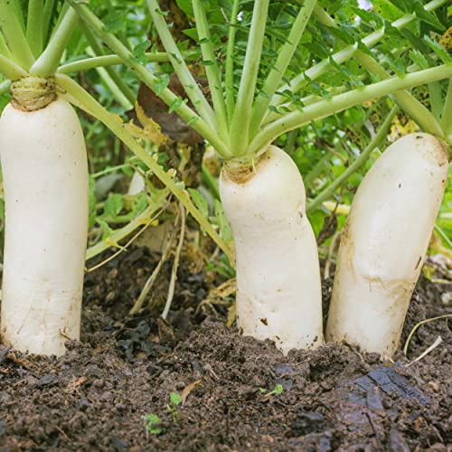 Outsidepride Daikon Radish AKA Chinese, Japanese, or Oriental Radish Cover Crop Seed - 5 LBS